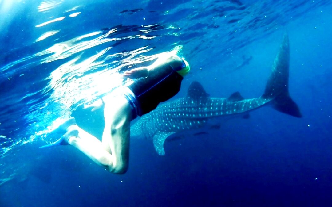 Playing With Whale Sharks 3 Days - Jefalgi Papua Tours